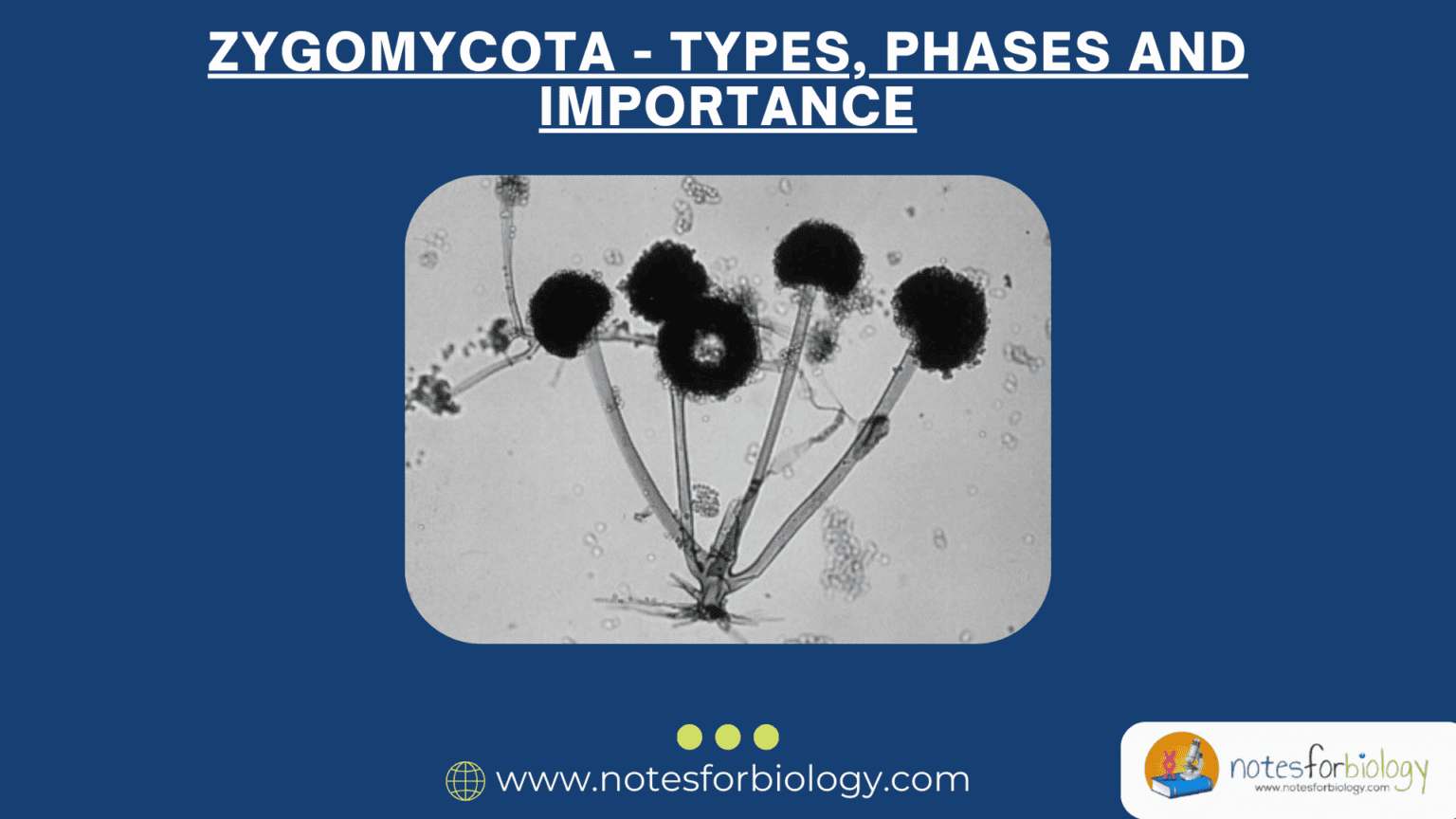 Zygomycota - Types, Phases and Importance - Best Biology
